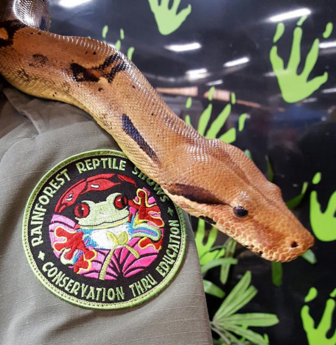 Rainforest Reptiles | Melody Pines Day Camp